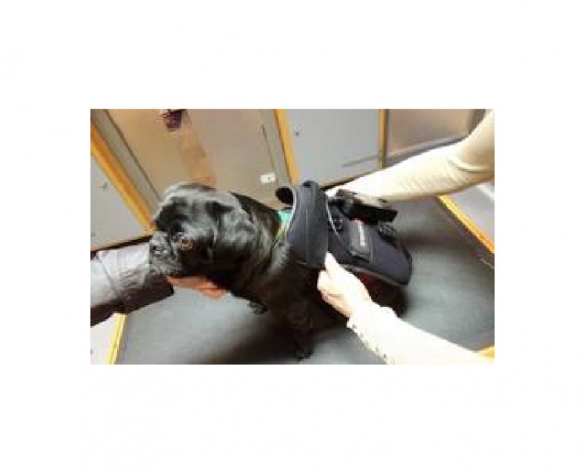 Mops Biene – MOYAVE VET