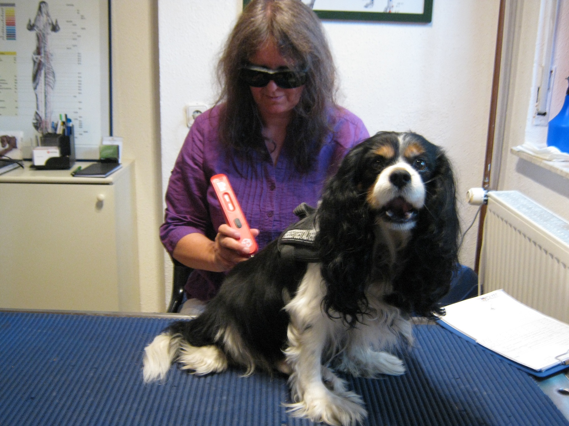Cavalier King Charles Spaniel Camillo, 11 Jahre – MOYAVE VET
